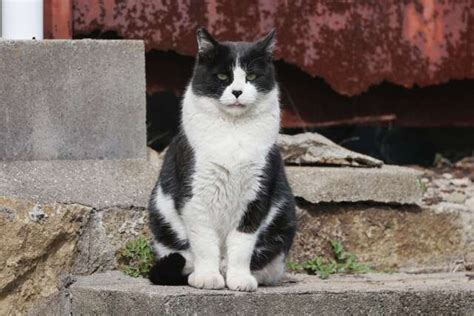 舌を、しまい忘れた猫♪ By Ficedula （id：11628155） 写真共有サイトphotohito
