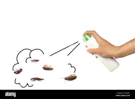 Pest Control Using Household Insecticide To Kill Cockroaches On White