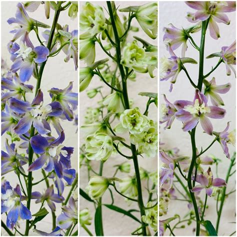 Delphinium Trick Flowers For Florist