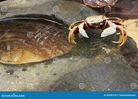 Horn Eyed Ghost Crab Ocypode Ceratophthalmus Stock Image CartoonDealer
