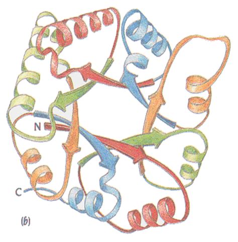 Biol 111 Molecules Of Life Lecture 8 Flashcards Quizlet