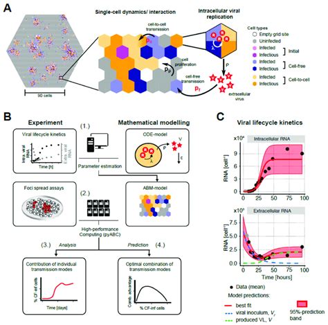 A Multi Scale Agent Based Model To Describe Hcvcc Spread Assay