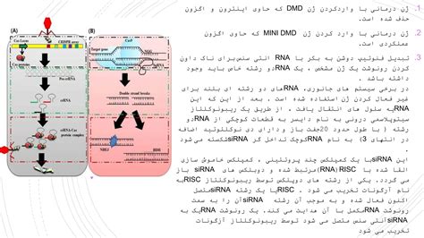 Crispr Cas9 Technology As Novel Tool In Biology Pptx