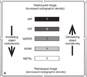 Diagnostic Imaging 01 Diagnostic Imaging Lecture 02 Spine 1 And Spine