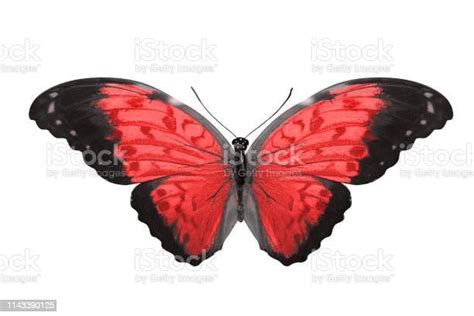열 대 빨간 나비입니다 흰색 절연 곤충에 대한 스톡 사진 및 기타 이미지 곤충 나비 날기 Istock