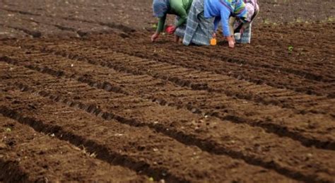 Los Suelos Fértiles De Latinoamérica Albergan El Futuro De Millones De