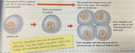 Sexual And Asexual Reproduction Flashcards Quizlet