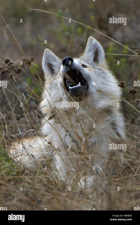 Timber Wolf Canis Lupis Pup Catching Bugs Superior National Forest