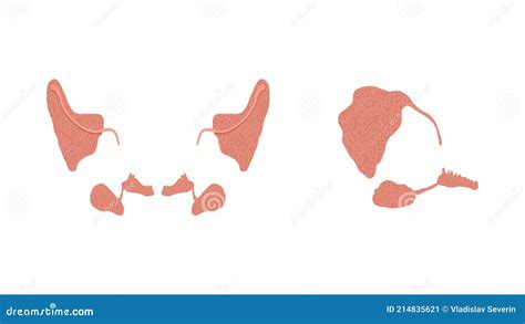 Submandibular Salivary Gland Cyst The Structure Of The Submandibular