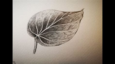 Leaf Pencil Shading