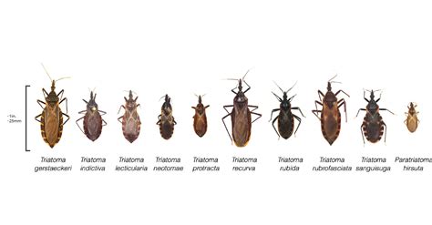 Kissing Bug Habitat Flash Sales