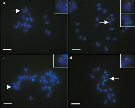 Karyotypes Of Hi Ii Lines Transformed With The Truncation Construct