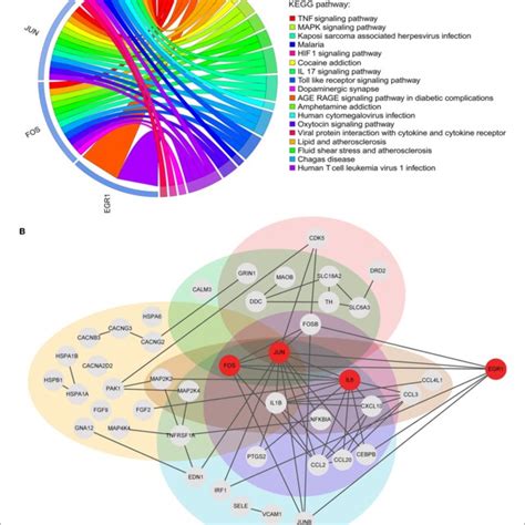 Figure Functional Enrichment Analysis Of Key Genes A Chord Diagram