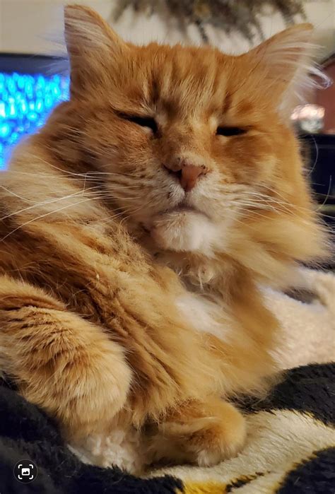 Heres Gastons Very Ginger Nose Dirty Look Complimentary Rgingermafia