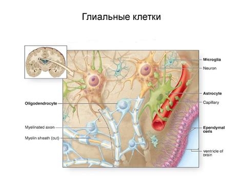 Нервная ткань. Типы глиальных клеток - online presentation