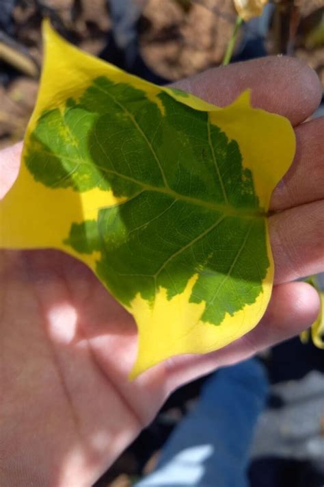 Young Variegated Tulip Tree Liriodendron Tulipifera Aureomarginatum