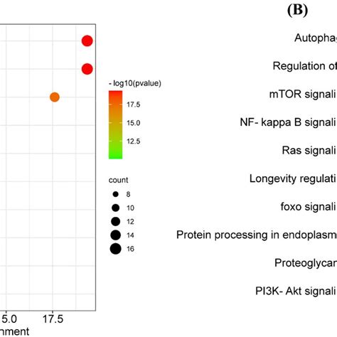Functional Enrichment Analyses Of Downregulated Degs A The Top 10