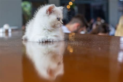 A White Kitten With Blue Eyes Stock Image Image Of Domestic Funny