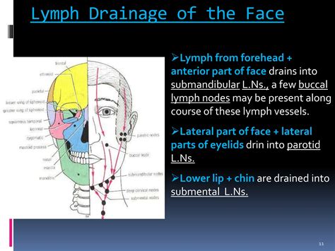 Venous Drainage Of Face Pptx
