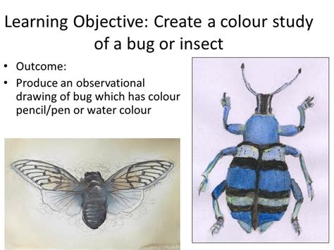 Create A Colour Observational Drawing Of A Bug Or Insect Teaching Resources