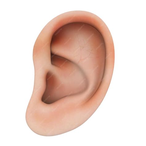 Premium Photo 3d Render Human Ear Clipping Path
