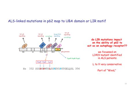 Autophagy Function In Als Flashcards Quizlet