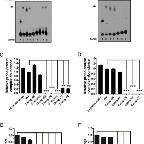 Conserved Noncoding Sequences Amplify The Transactivation Of Proximal