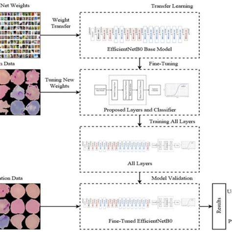 Efficientnetb0 Baseline Model Architecture 33 Download Scientific