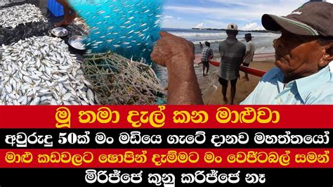 මූ තමා දැල් කන මාළුවා අවුරුදු 50ක් මං මඩියෙ ගැටේ දානව මිරිජ්ජෙ කුනු
