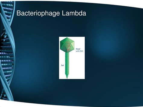 ppt restriction analysis and digestion of lambda dna powerpoint