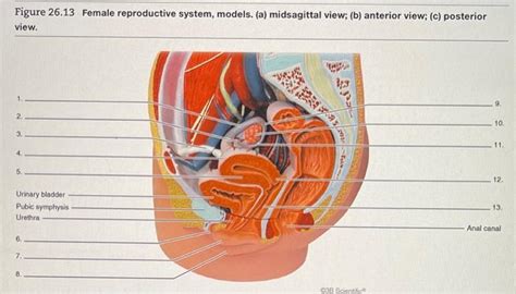 Solved Figure 2613 Female Reproductive System Models A