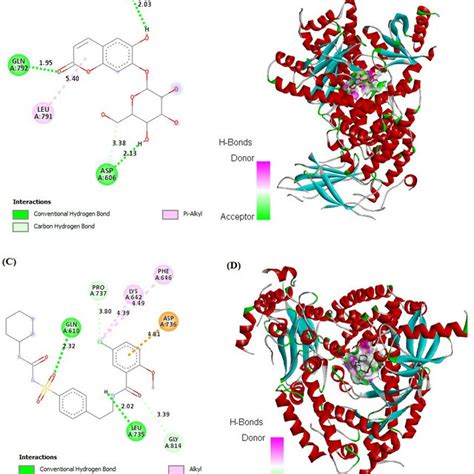 In Silico Analysis Showing Docking Amino Acid Binding Interactions And
