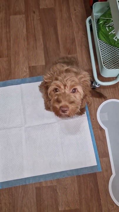 El Perrito Mas Educado Youtube