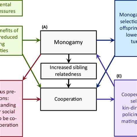 Schematic Of The Alternative Hypotheses For The Correlation Between Download Scientific Diagram