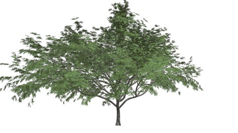 Common Hook Thorn Tree 02 3d Model By Kmg 3d Kmg3d [e46cbbf