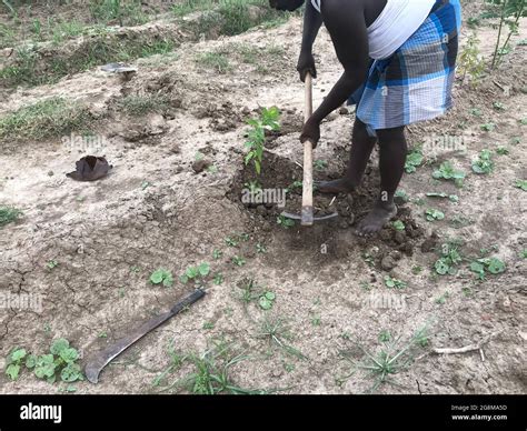 Black Skin Man Working In An Agriculture Land For Planting Trees For