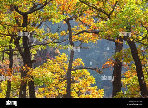 Sessile Oak Cornish Oak Durmast Oak Quercus Petraea Quercus