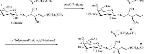 Stepwise Transformation Of Sulfatide To Download Scientific Diagram