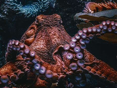 23 Different Types Of Octopus