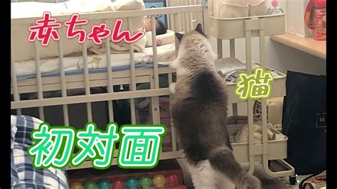 Ragdoll Cat Haku Youtube