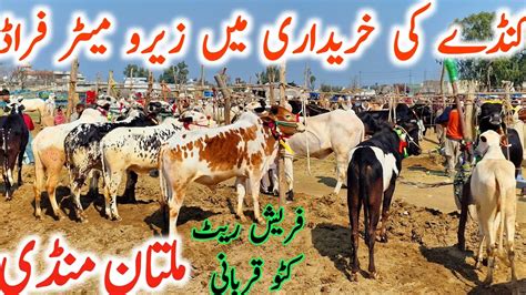 Multan Cow Mandi Kato Qurbani Bachre Rates New Fraud In Mandi Global