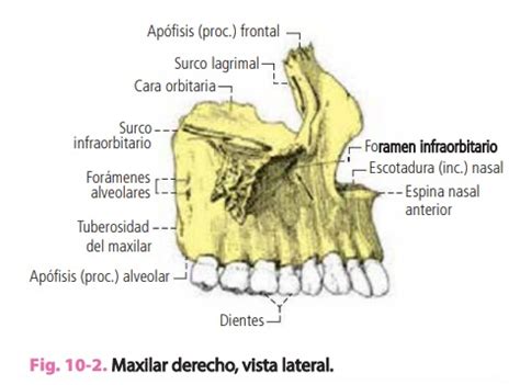 Huesos De La Cara Cmap
