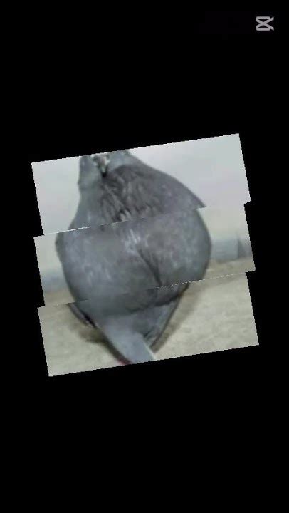 중국 비둘기 밈 Youtube