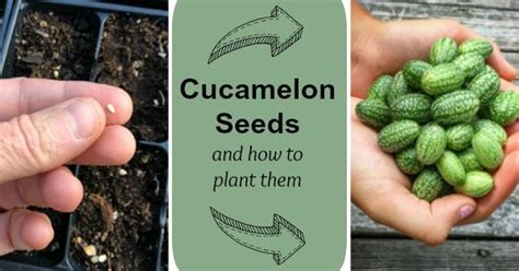 Cucamelon Seeds And How To Plant Grow And Harvest This Popular Crop