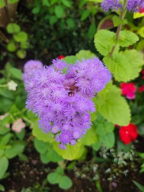 タマネギハウスの花花 ひらじん写真日記