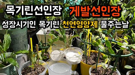 게발선인장 목기린선인장 성장시기인 목기린에 천연 영양제주는 날 건강하게 키우는방법 모닥불재 엡솜솔트 쌀뜨물