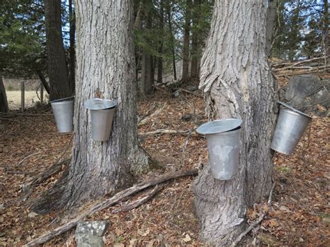 Tapping Trees For Maple Syrup Canadian Maple Syrup