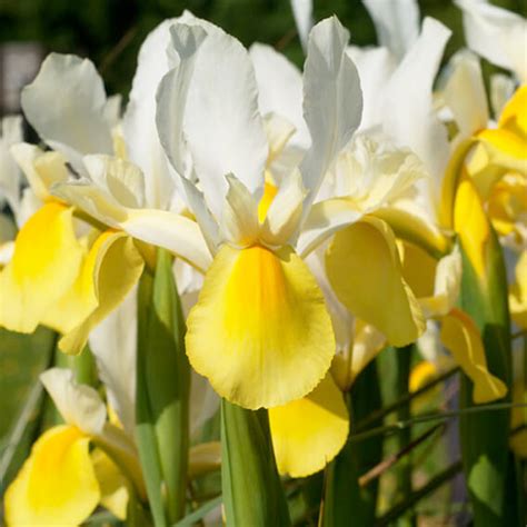 Spring Bulbs — Buy Flower Bulbs Online From Gee Tee Bulbs Uk