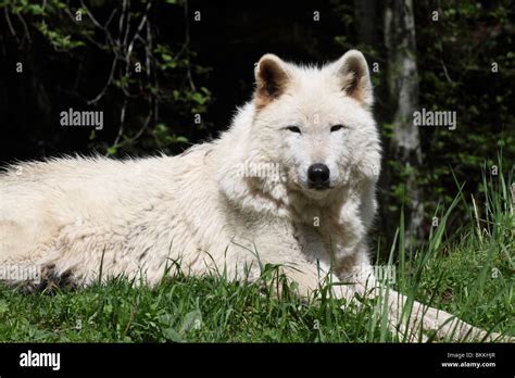 White Timber Wolf
