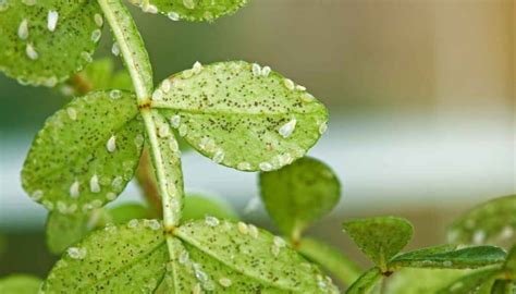 How To Get Rid Of White Bugs On Indoor Plants